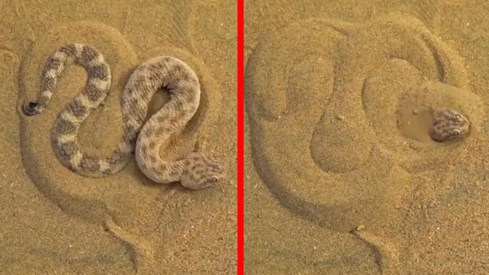 This is how a sand viper conceals itself for an ambush