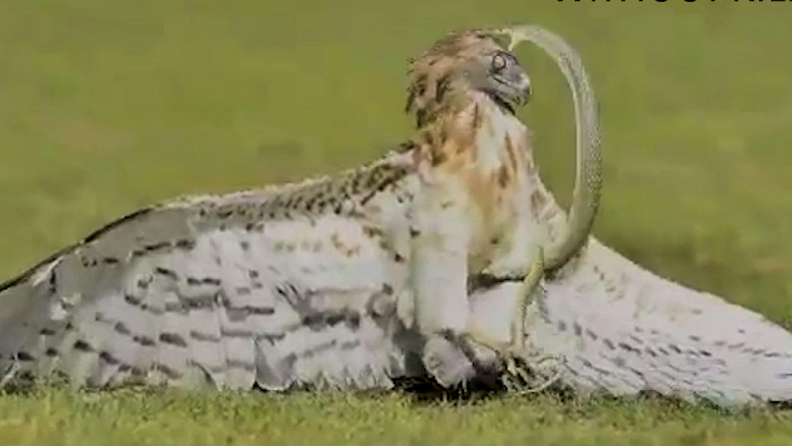 Watch: When a snake fought the battle of its life