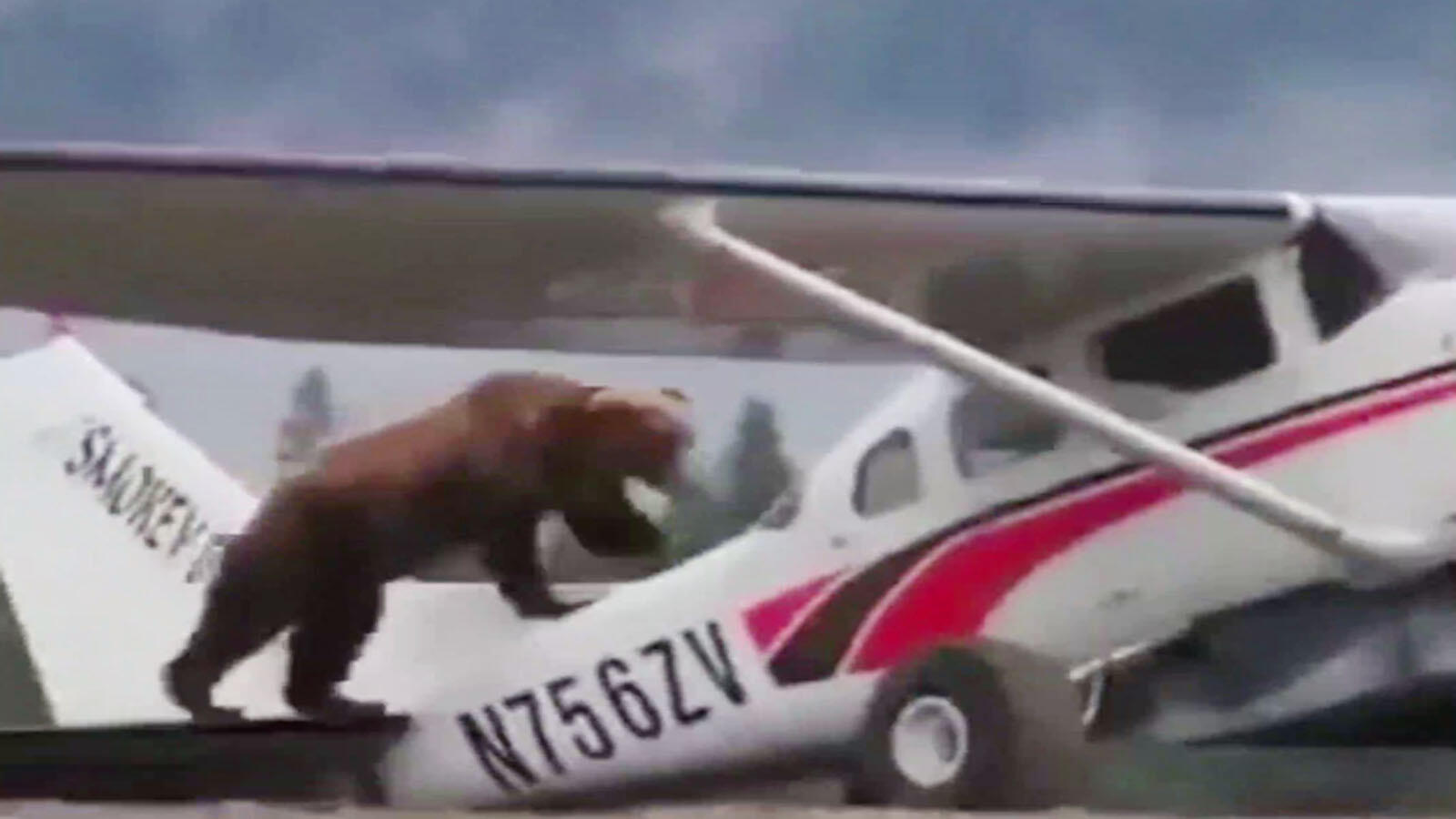 How this bear turned a plane into a toy