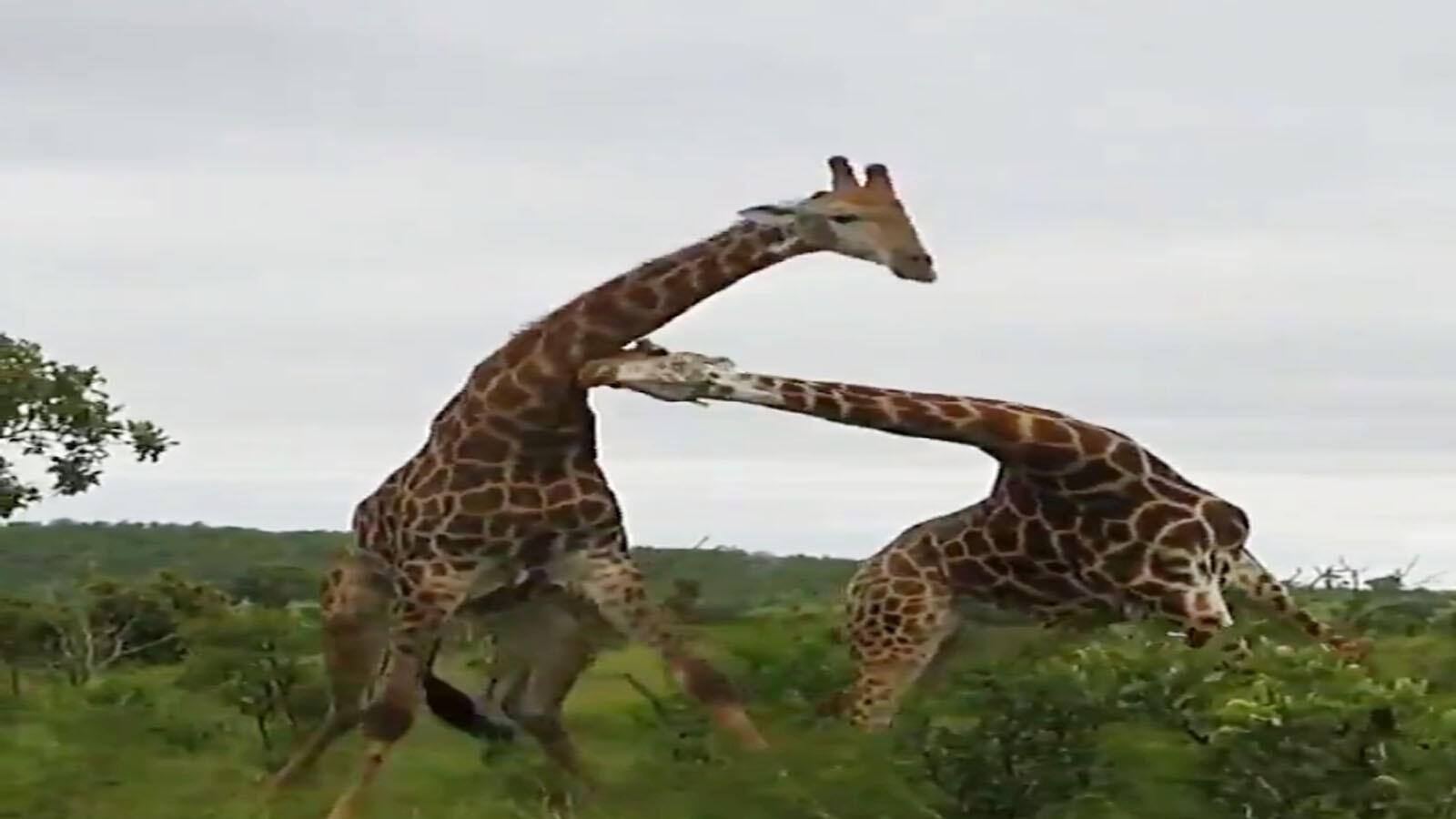 Neck to neck: Two giraffes fight each other in a rarely seen battle
