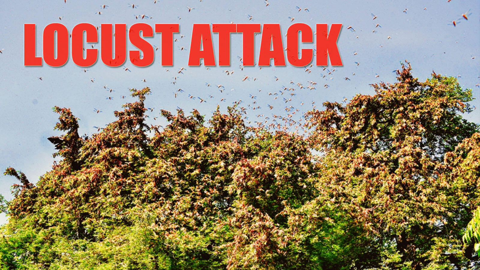 Amid Covid-19 crisis, farmers battle massive locust attack