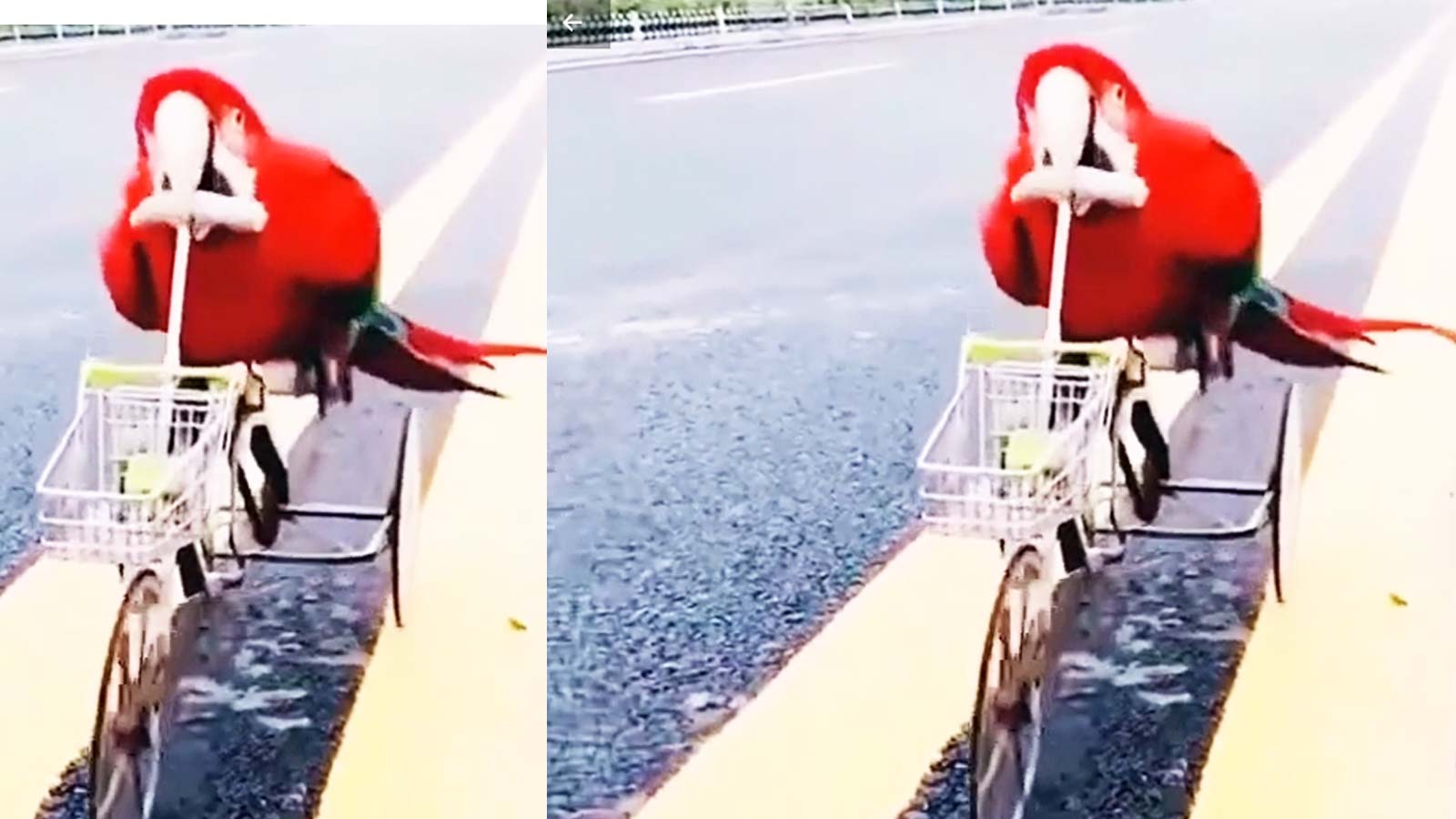 Viral video: Bird rides a bicycle