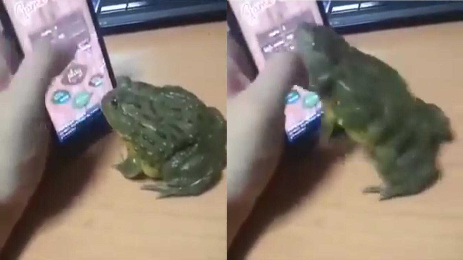 Frog bites man's thumb, video goes viral