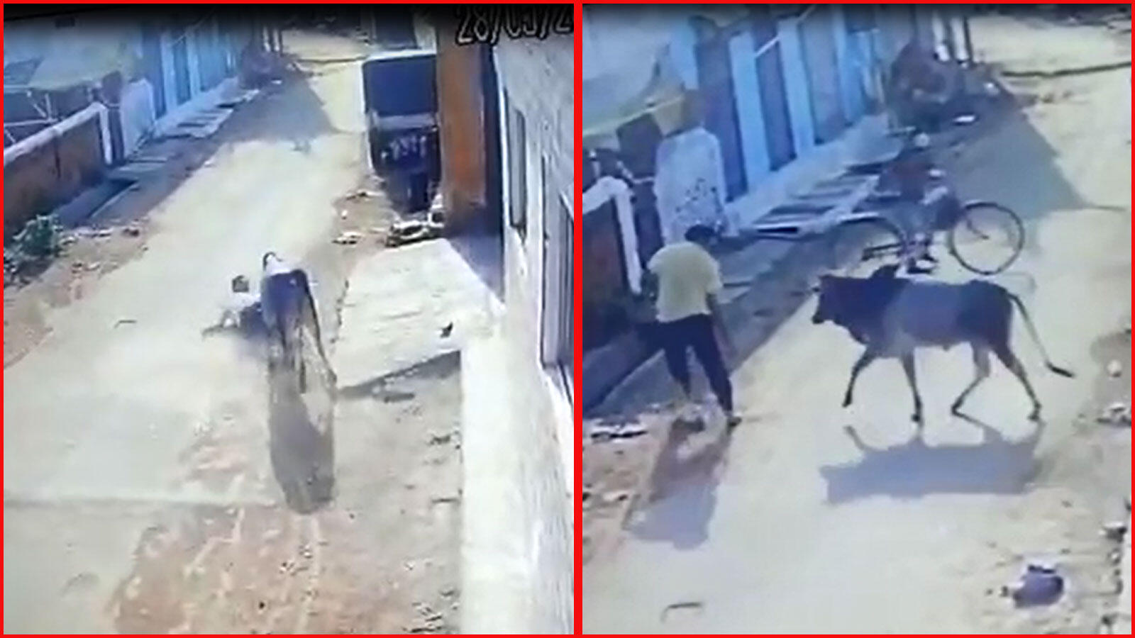 On cam: Man attacked, tossed by furious bull