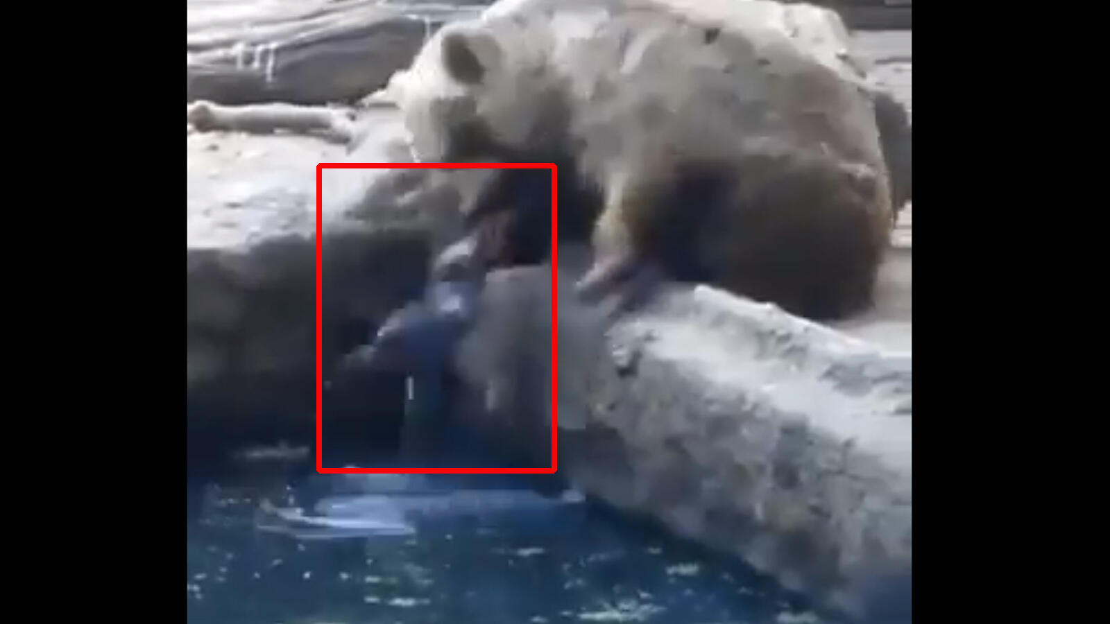 When this bear came to a crow's rescue