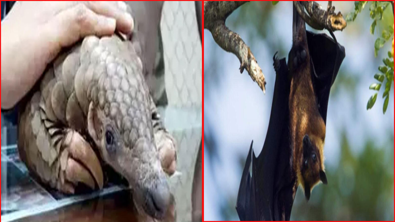 How coronavirus jumped from animals to humans decoded: Study