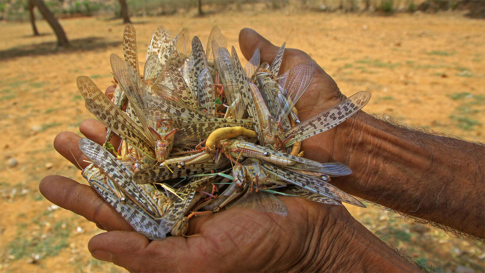 Locust swarm enters Uttar Pradesh via Jhansi