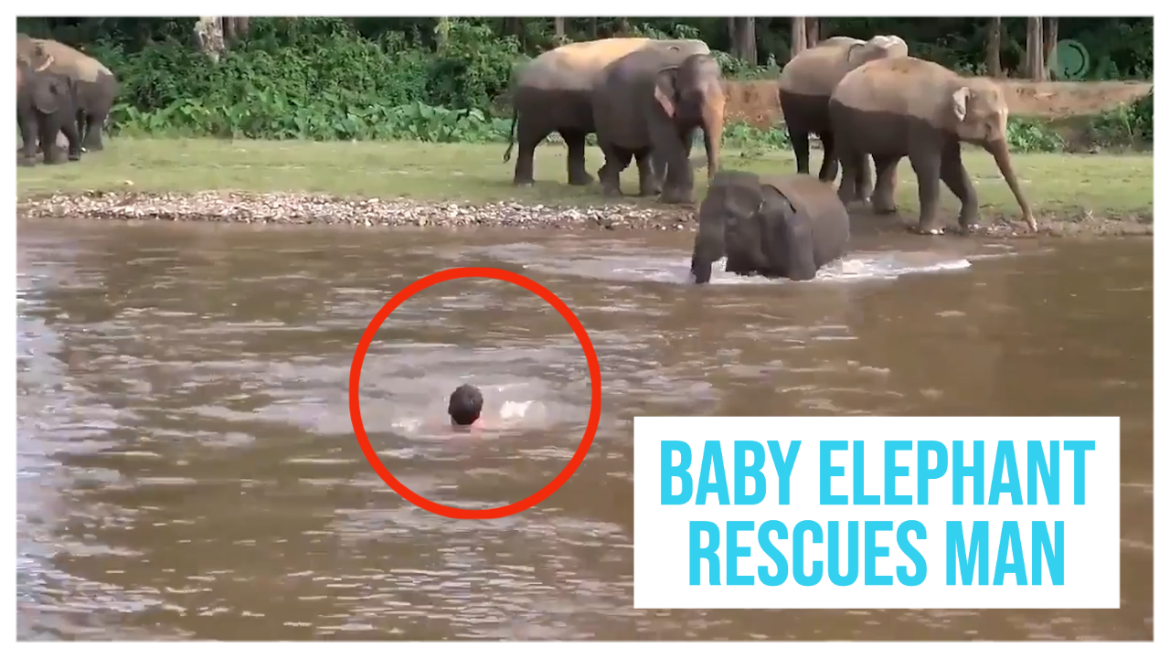 Watch: Baby elephant rushes to rescue drowning man