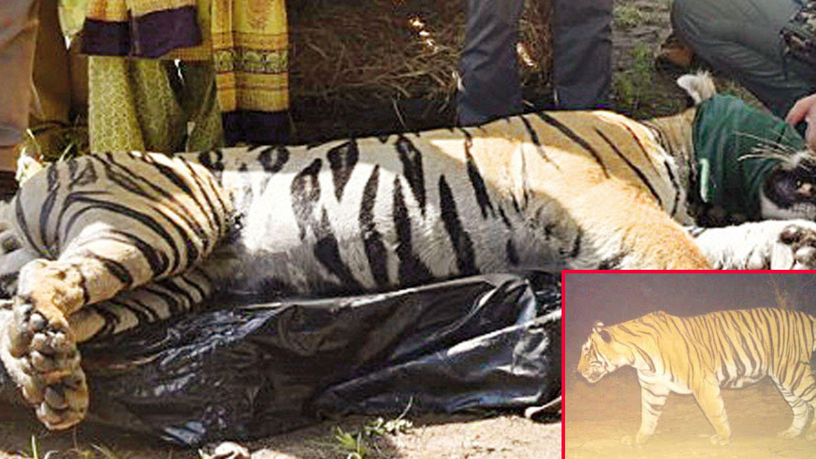 Nomad tiger fails to settle in the wild, may spend life behind bars