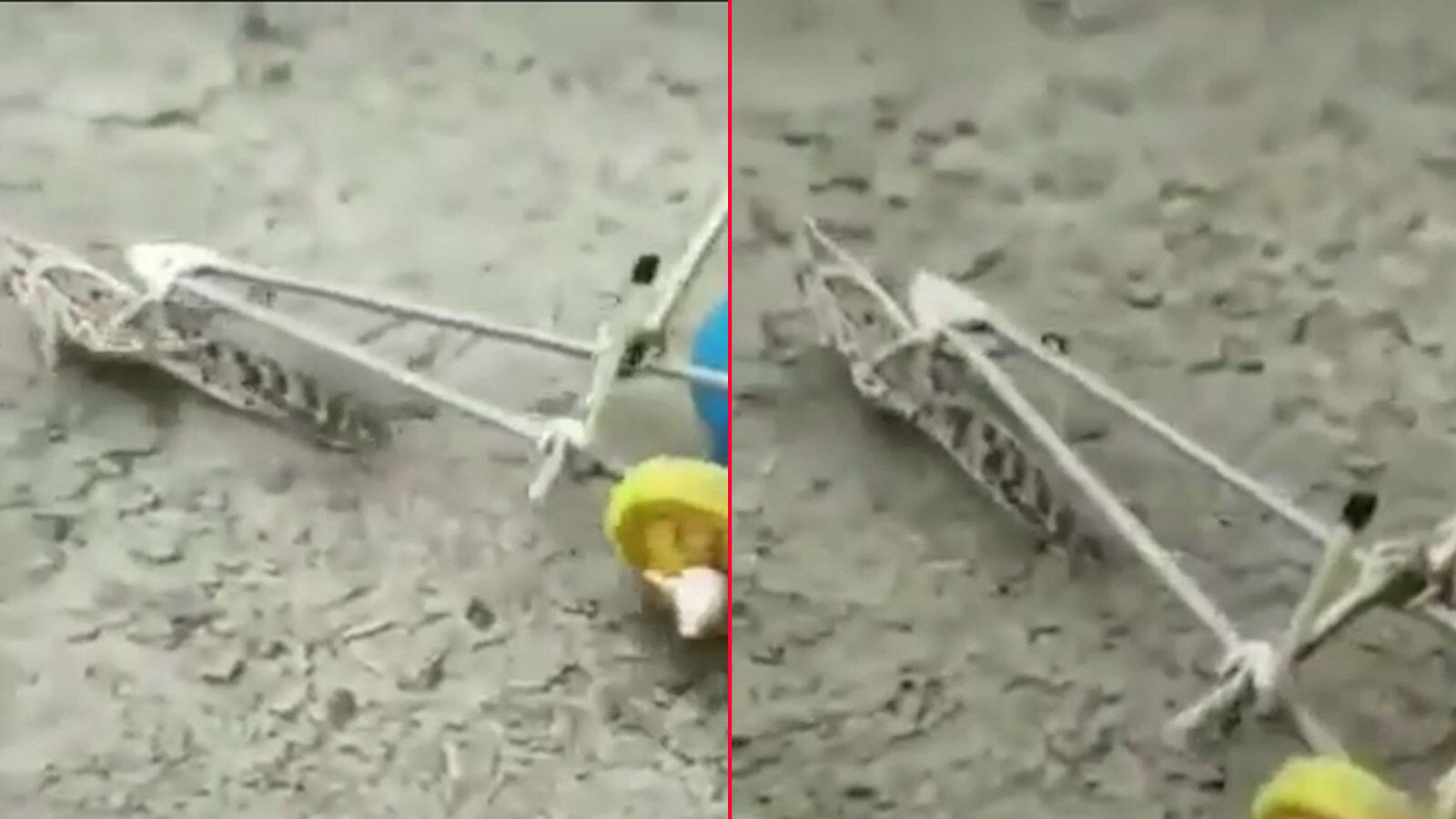 Viral video: Man makes locust pay for eating his crop