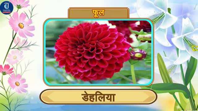 Animated Learning Video For Kids In Hindi | Learn Names of Flowers ...
