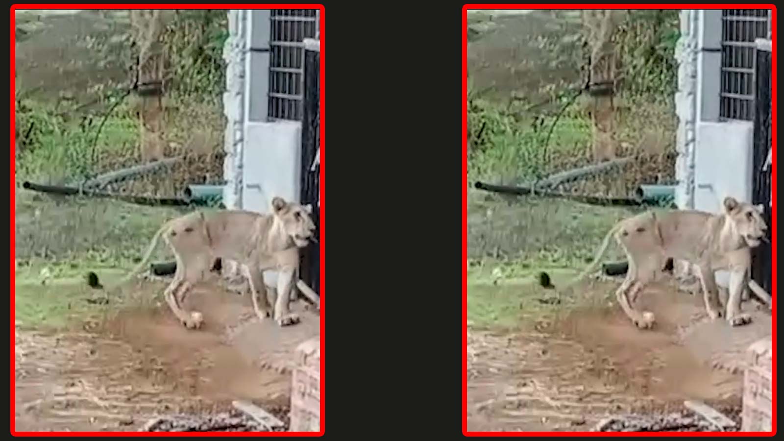 Shocking: Lions climb cattle shed in Gujarat, jump inside to kill ox