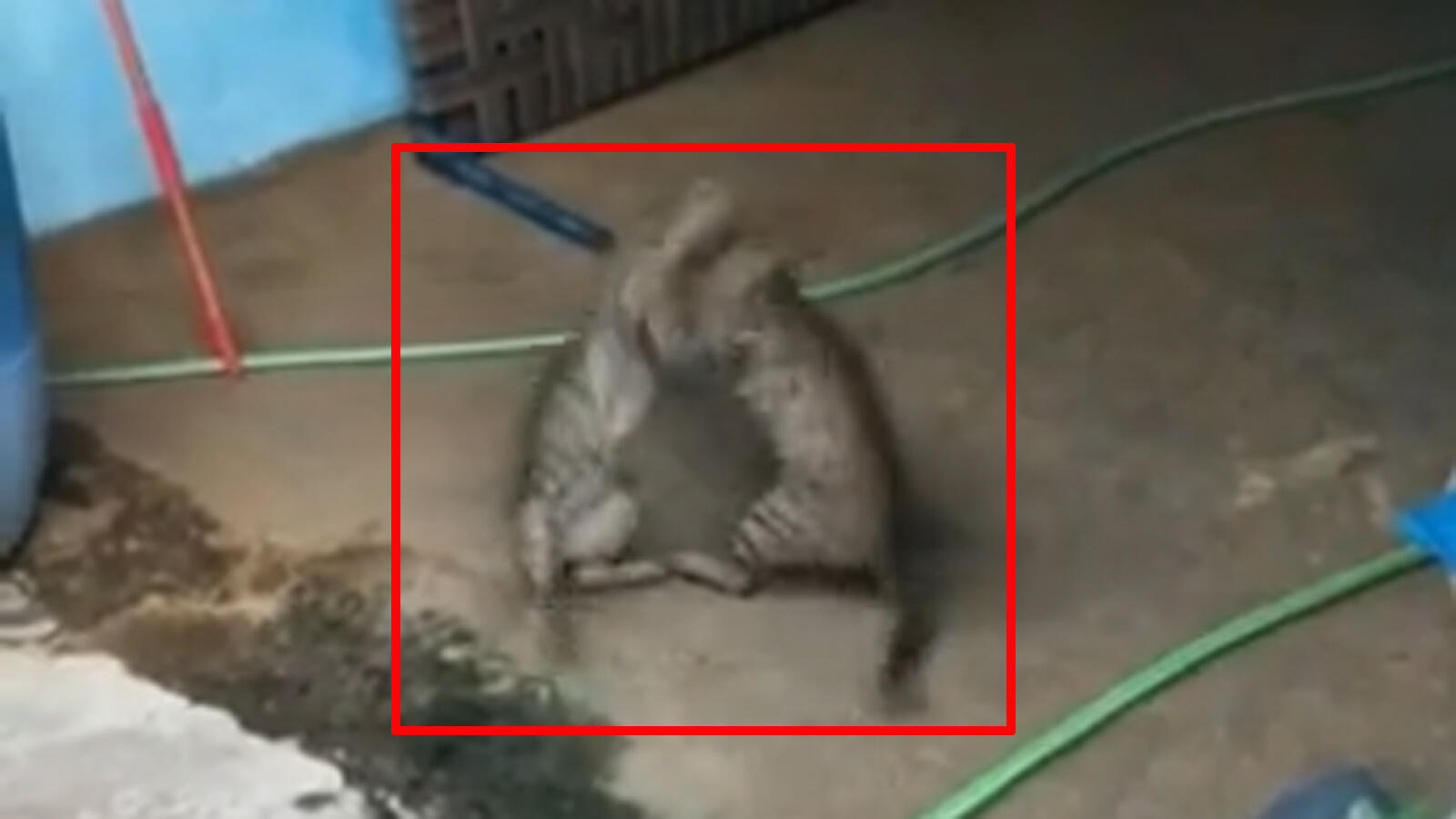 Viral video: Original catfight at home