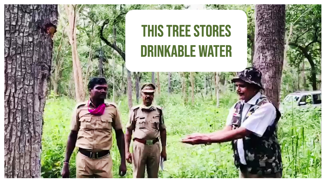 Did you know? This tree stores drinkable water
