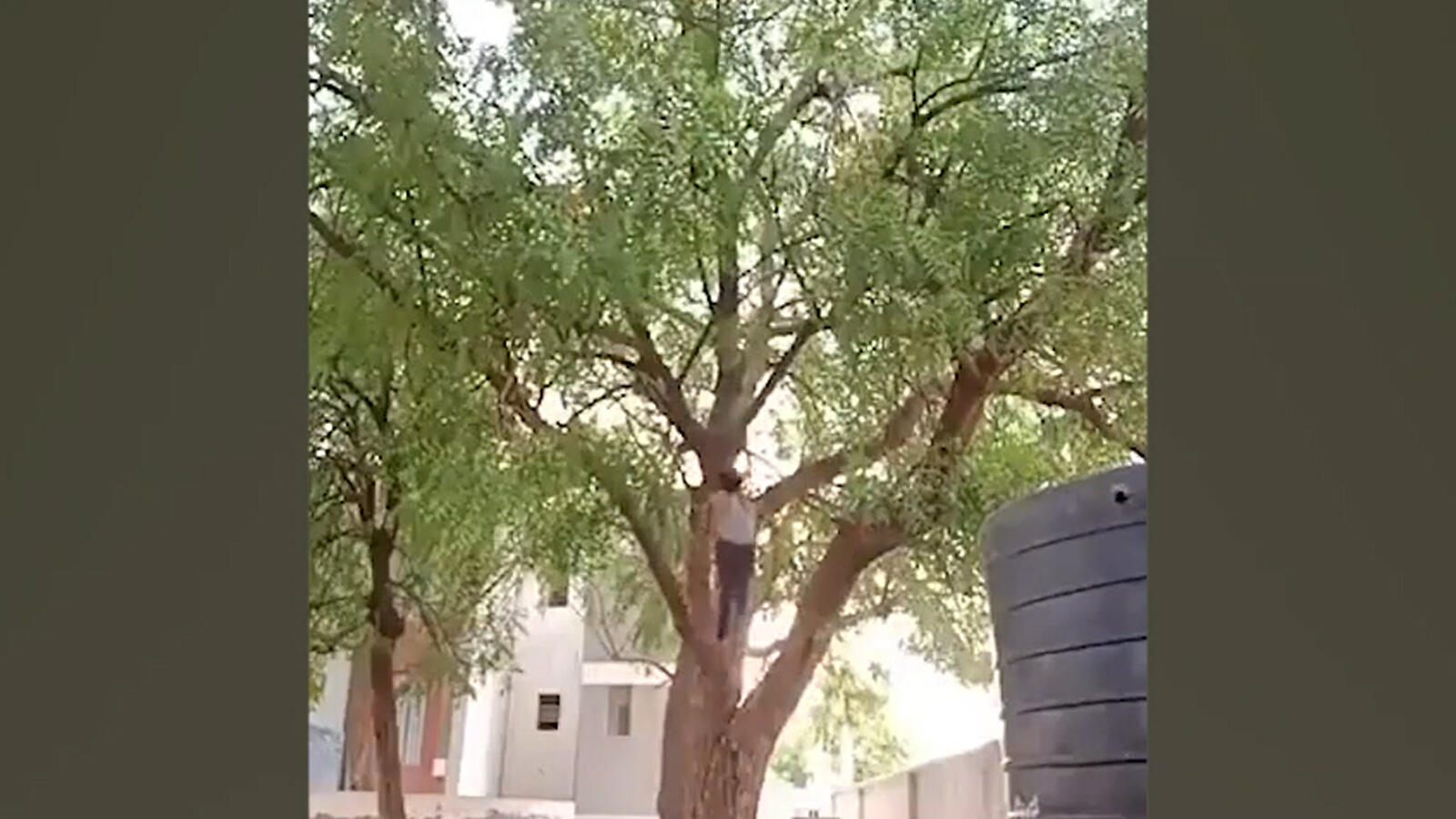 Viral Video: This boy can ace apes in tree climbing