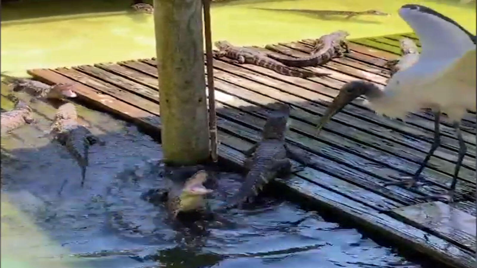 When mother bird took on a bunch of baby crocs