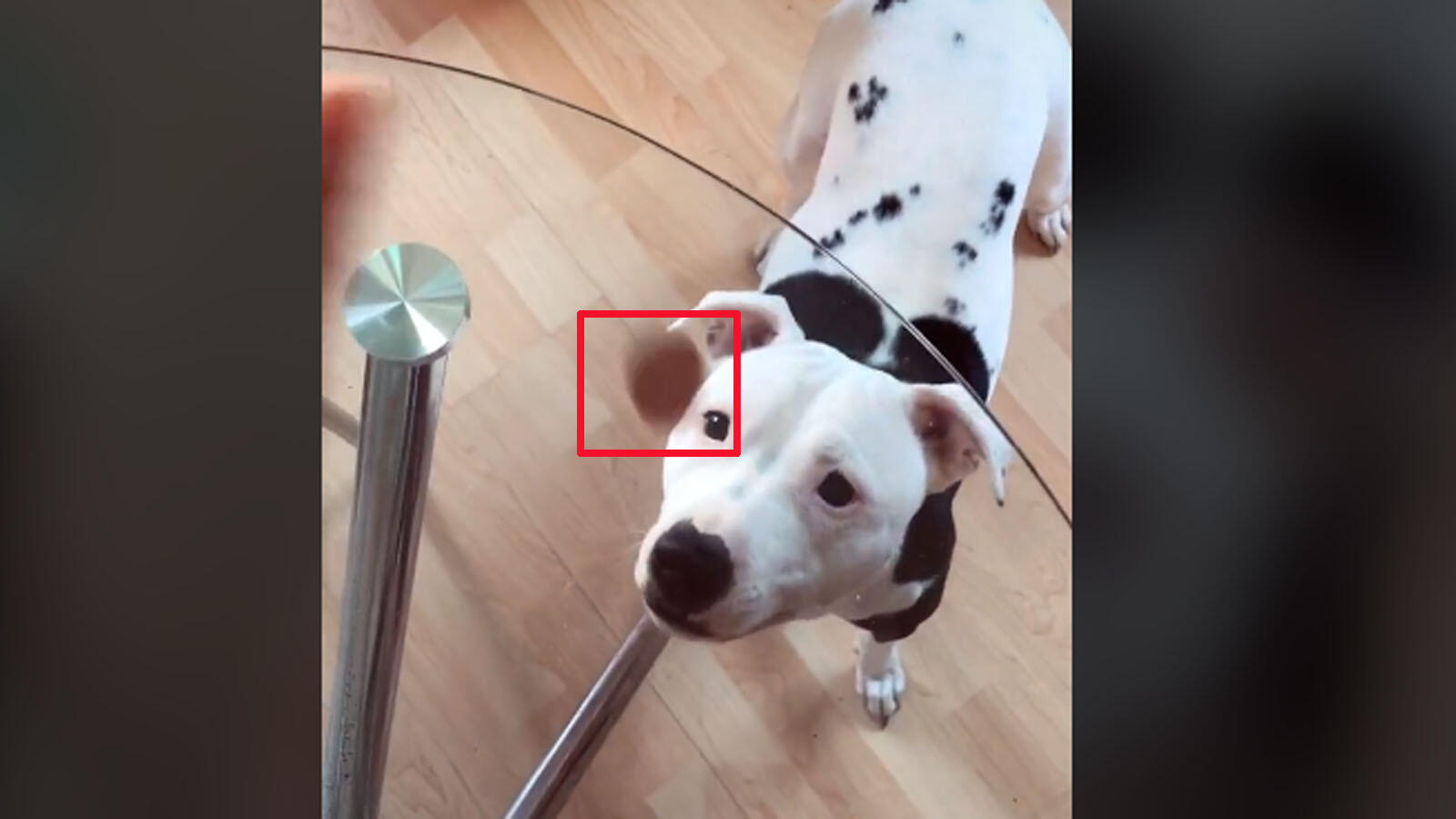 Viral video: Glass table turns into magic for this dog