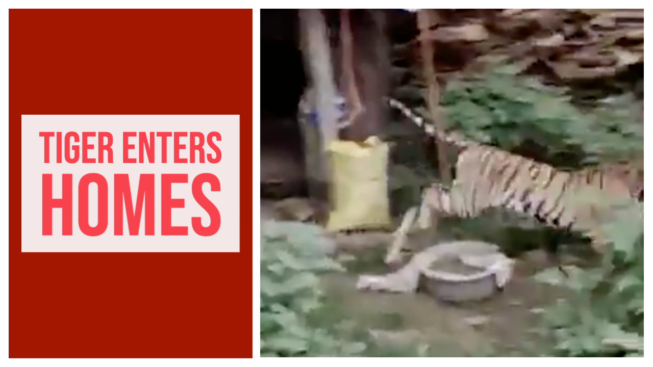 On cam: Villagers scurry for cover as tiger enters homes