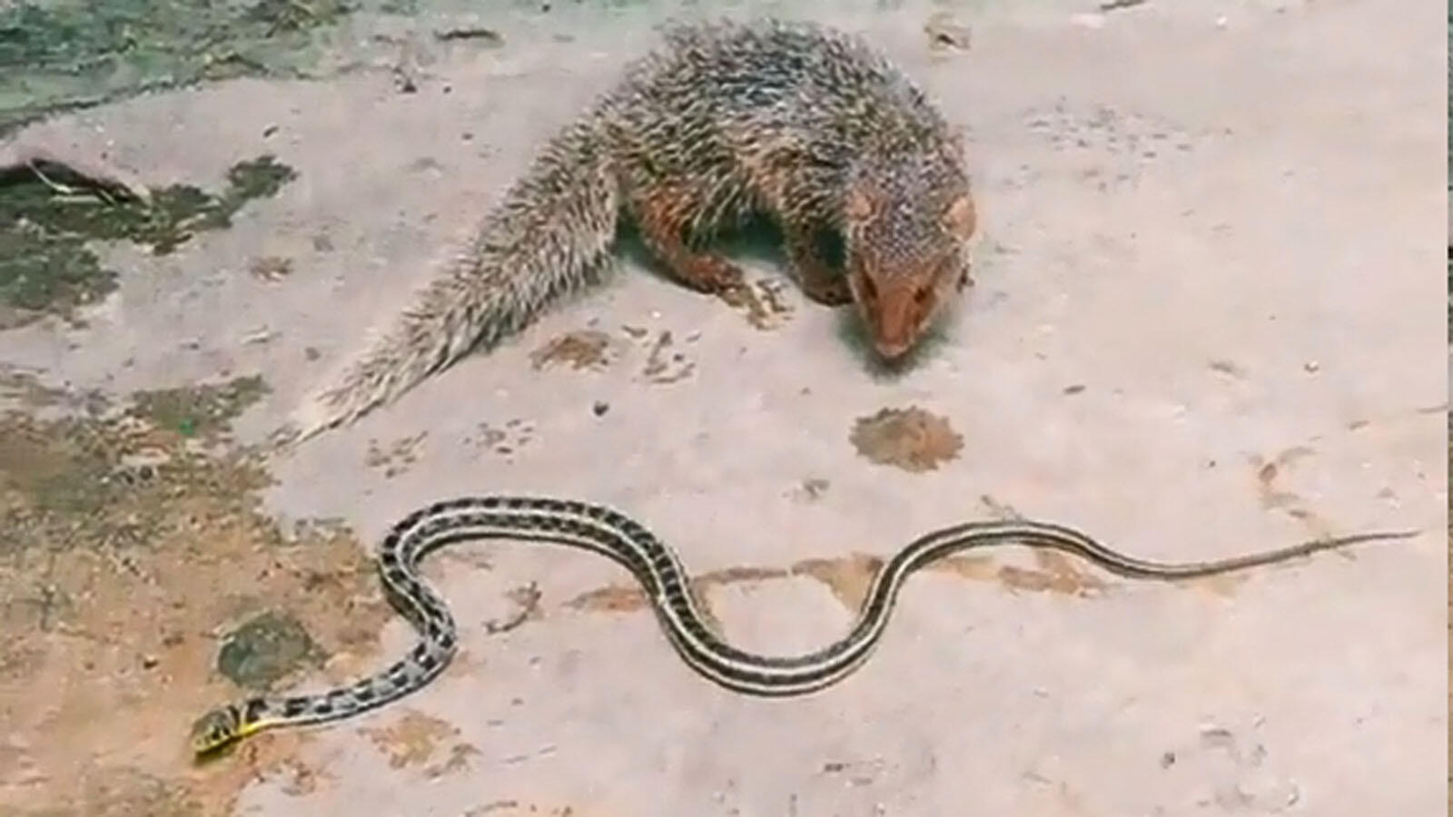 Viral video: Know why this mongoose goes clueless after watching snake