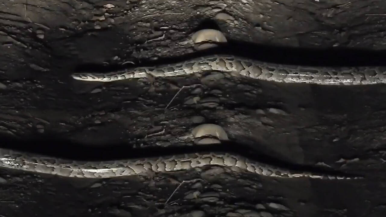 How a python moves with stealth