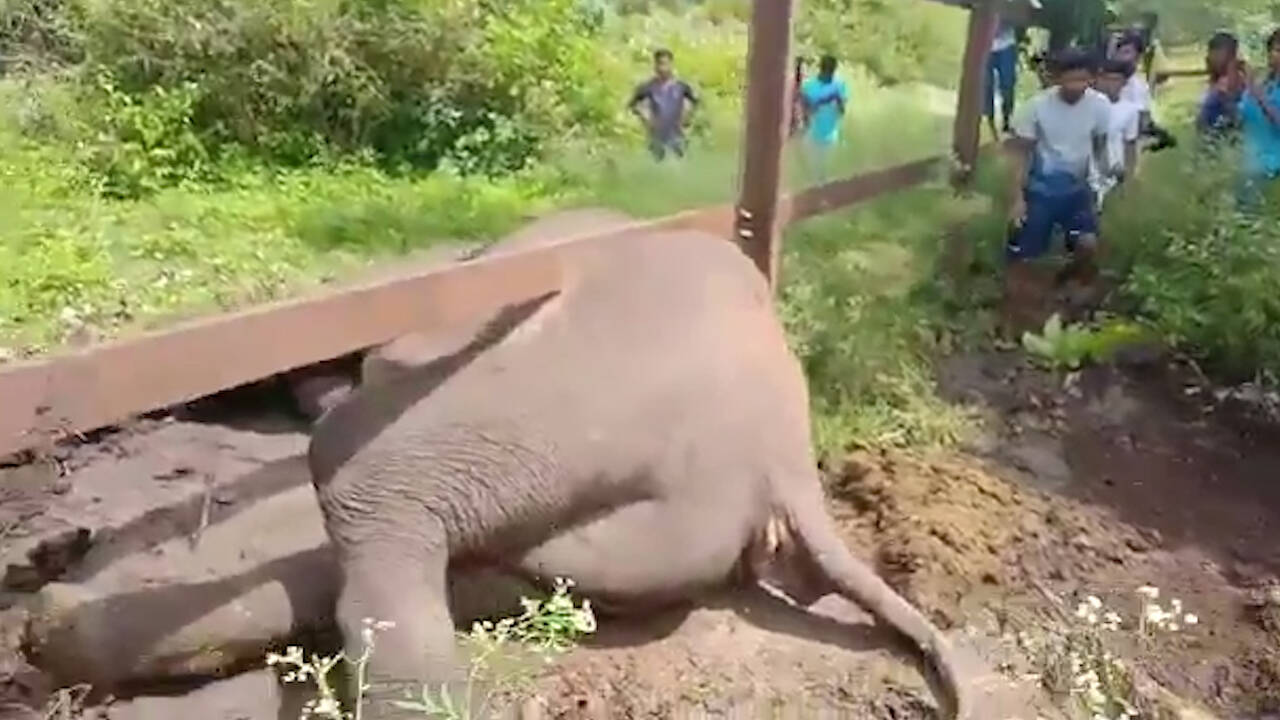 How people came to the rescue of a stuck elephant