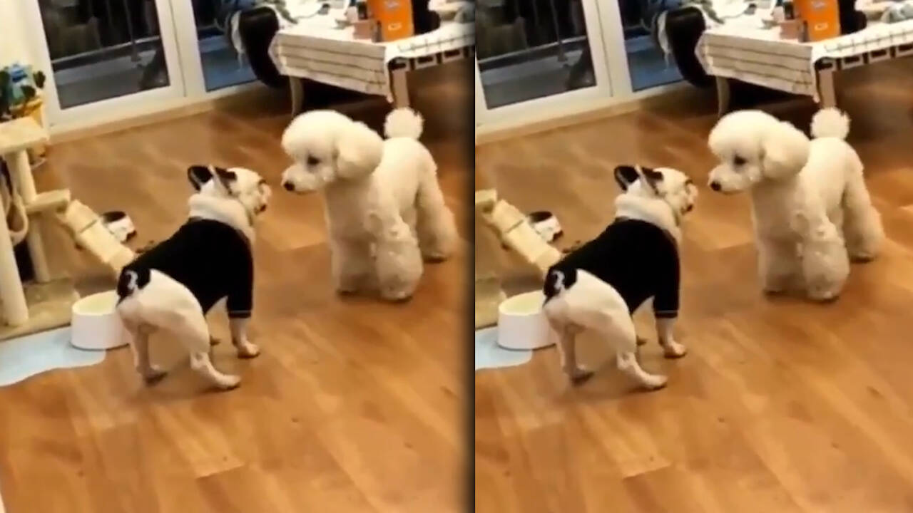 Have you ever seen restrained fighting between dogs?