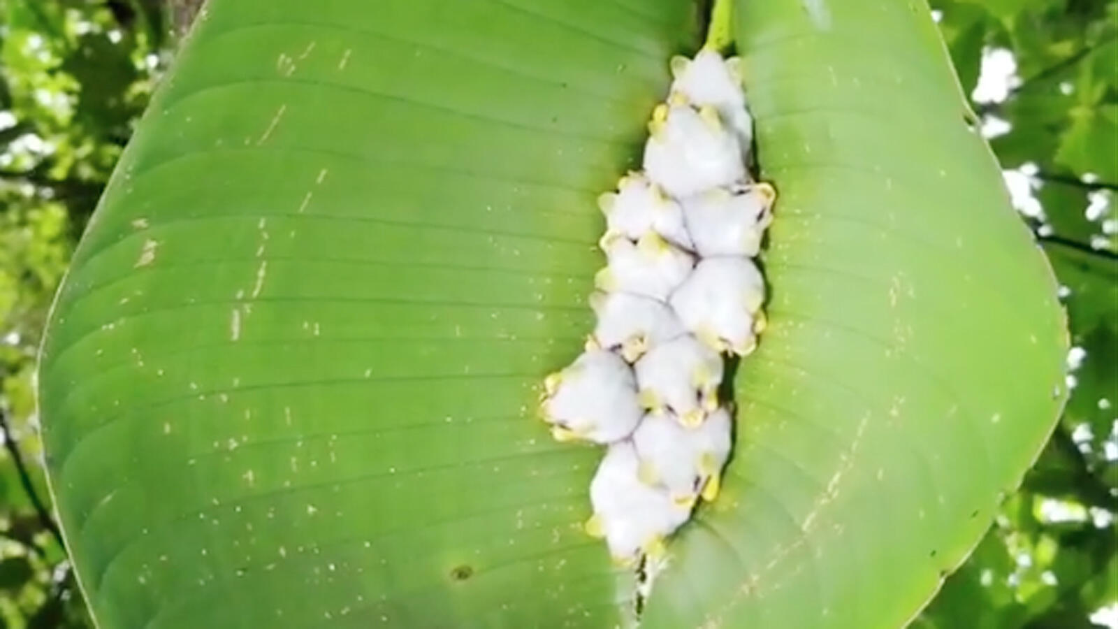 White baby bats seen resting in their unique nest, video goes viral