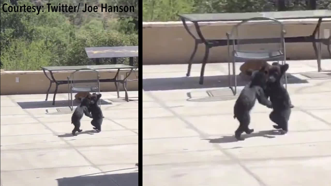 Viral video of bear cubs punching and wrestling is a perfect sibling thing