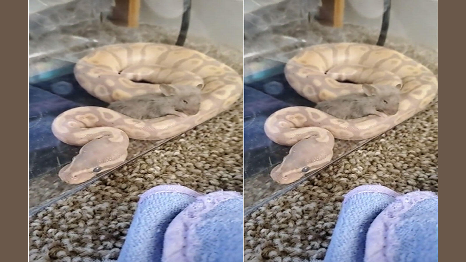 Amazing: Snake and mouse strike up unlikely friendship