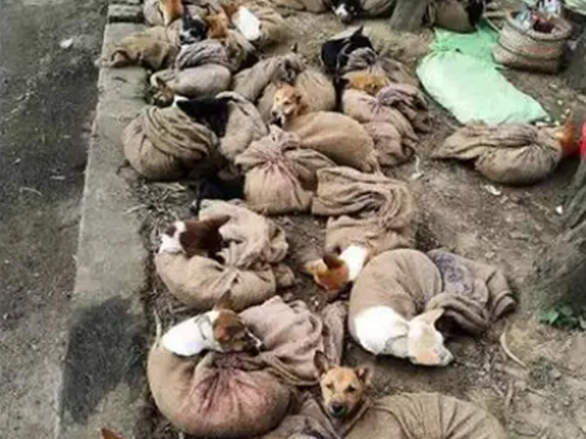 Dog meat ban in Nagaland: Why ban on dog meat sale has kicked up a ...