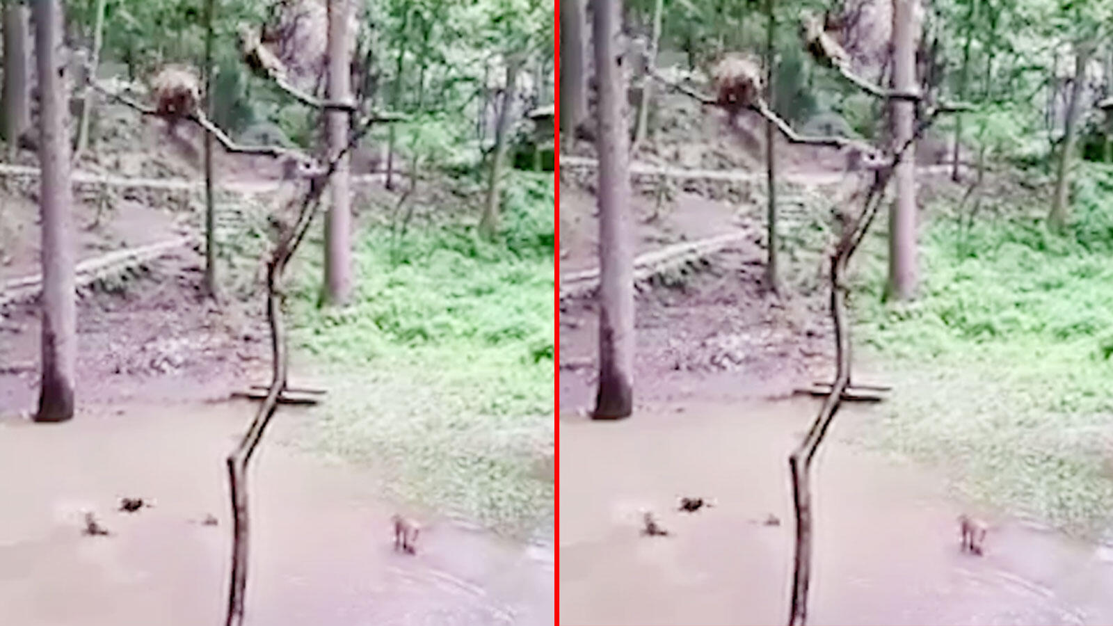 Viral video: This tree became a diving board for monkeys