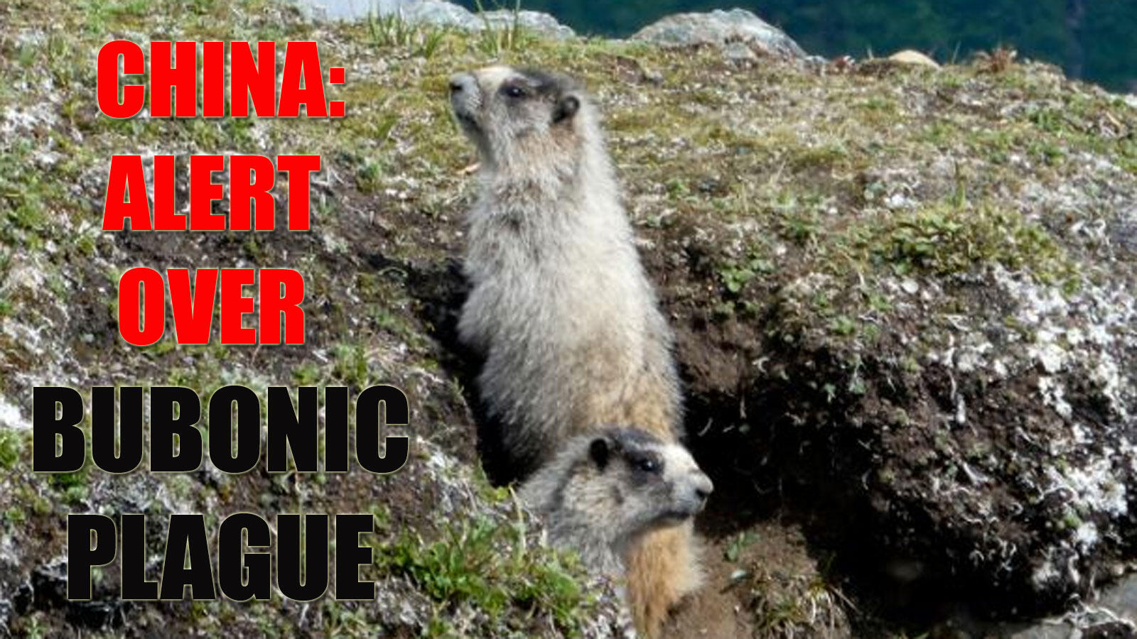 As world battles Covid-19, bubonic plague alert sounded in Chinese city