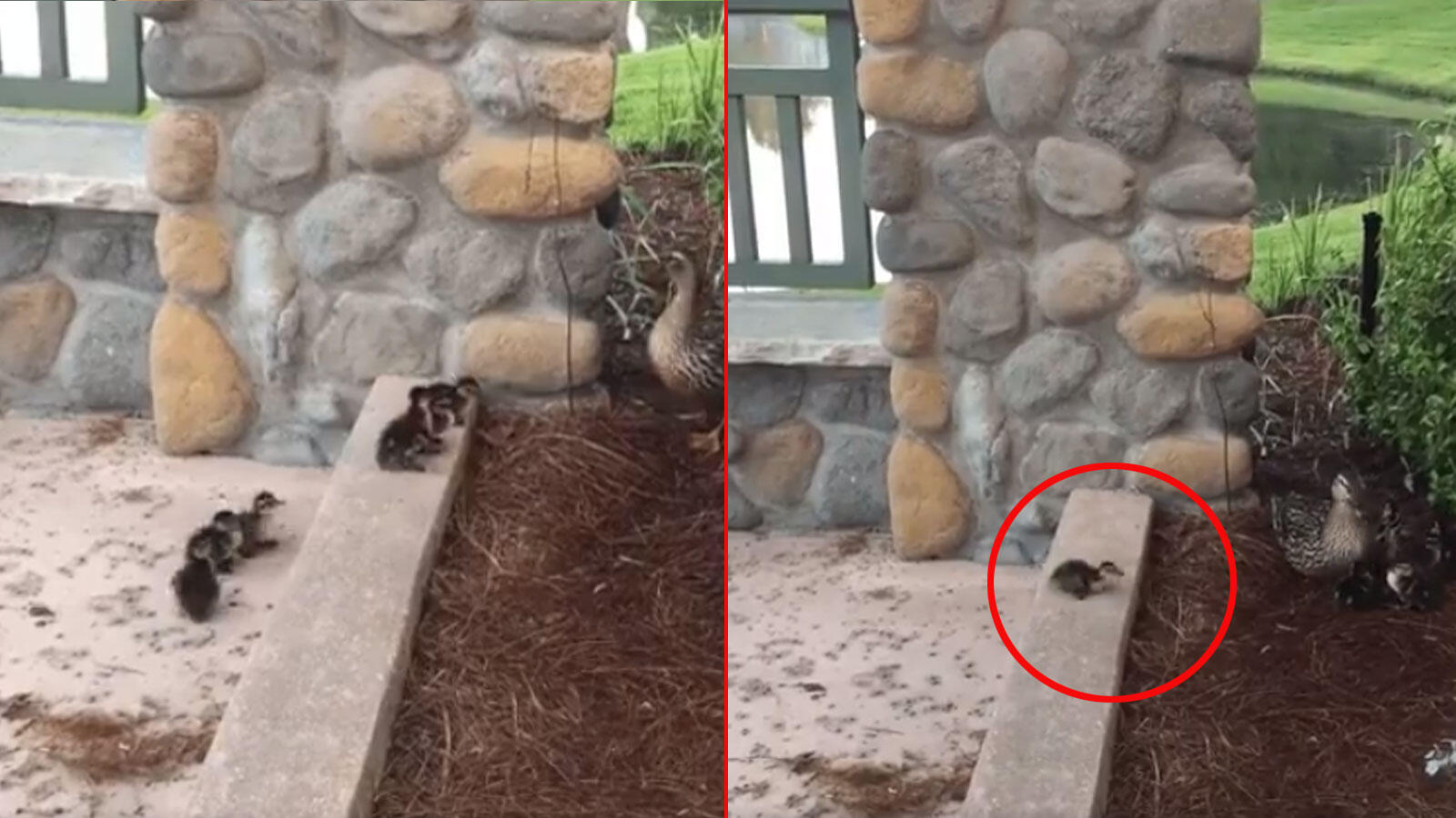 This duckling gives an unforgettable life lesson