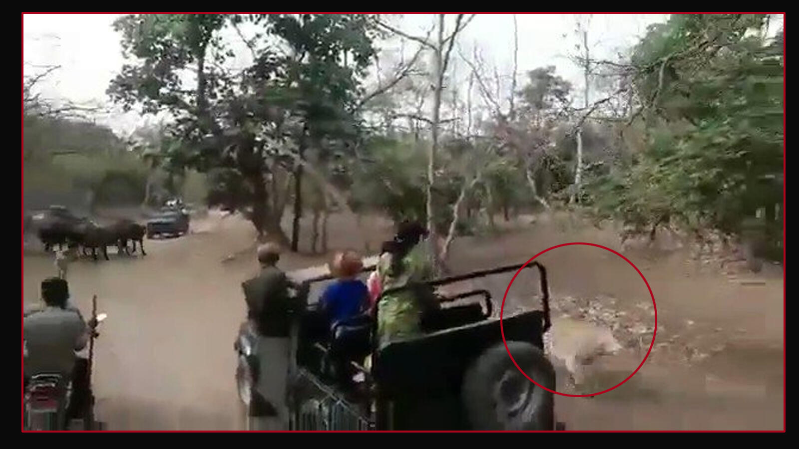 On cam: Fearless buffalo chases lion