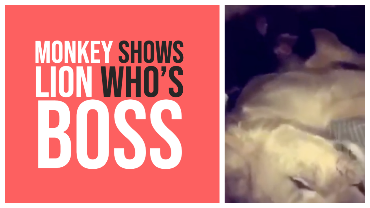 Monkey shows lion who’s boss