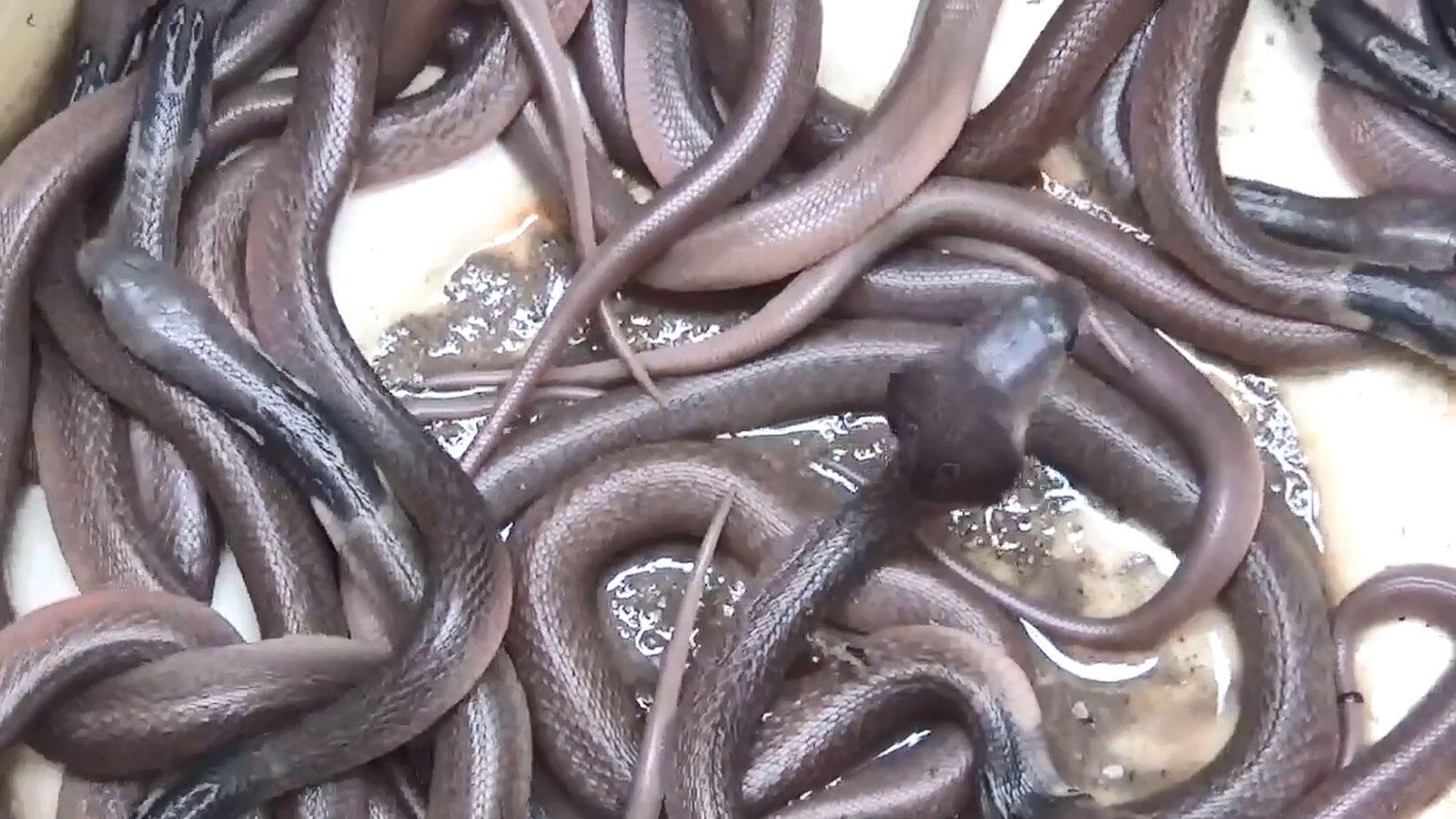 Muzaffarpur: Family finds mother snake along with 22 snakelets in their ...