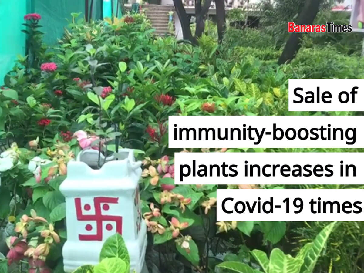 Sale of immunity-boosting plants increases in Covid-19 times