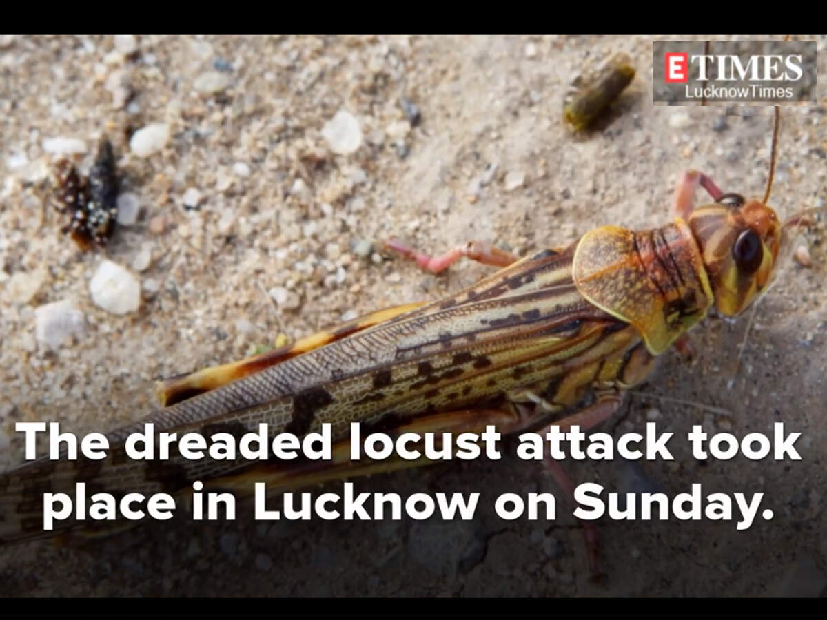 Locust attack in Lucknow and adjoining districts on Sunday