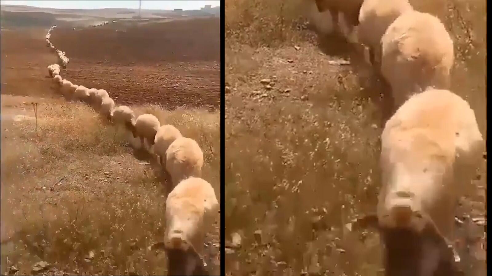 Counting sheep to fall asleep has never been easier