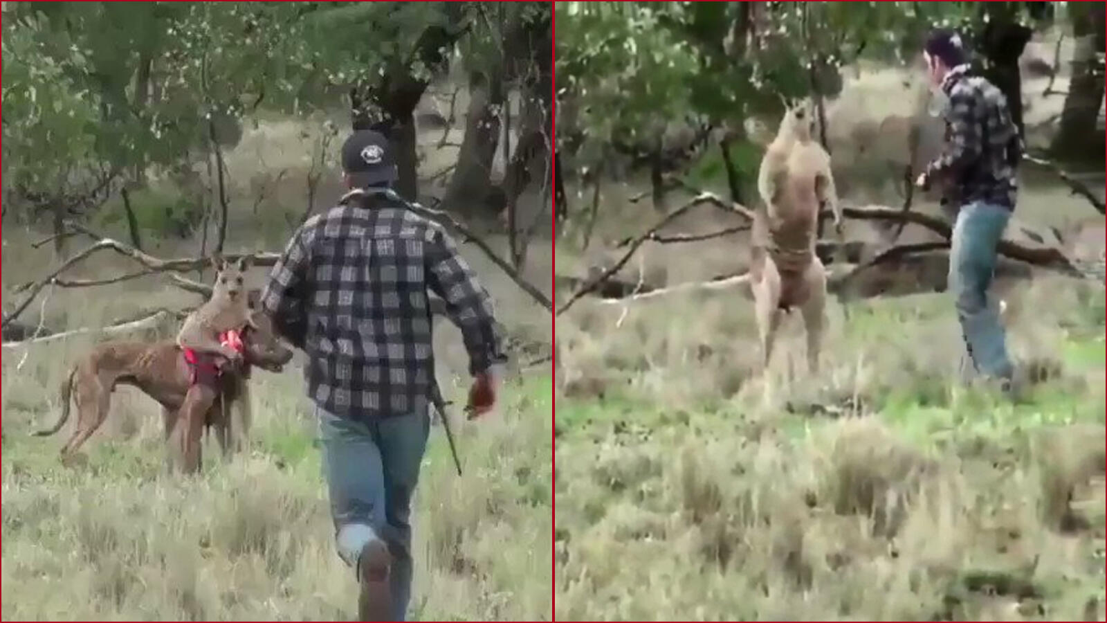 Kangaroo vs Man: When you have a tougher opponent