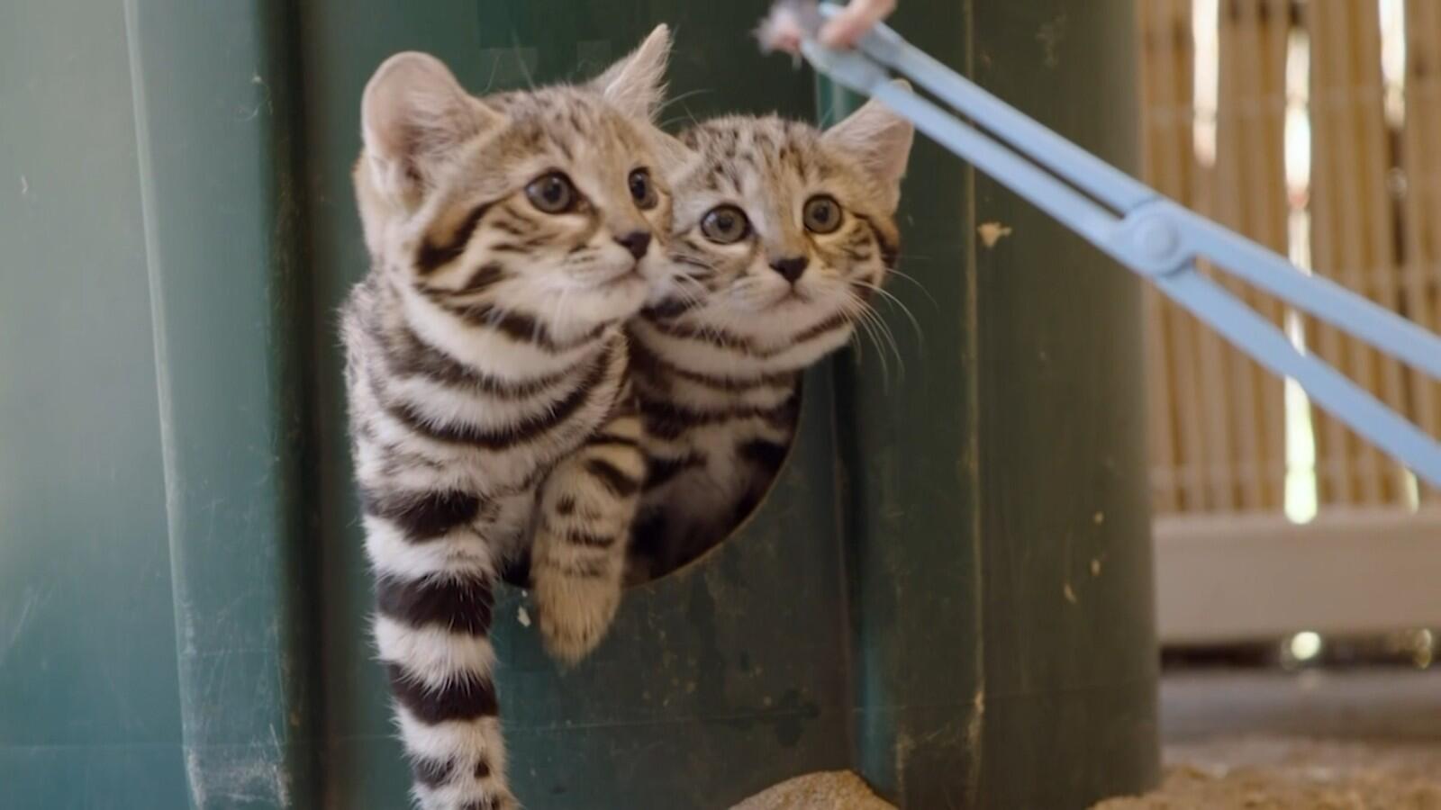 Zoo kittens show their carnivorous side