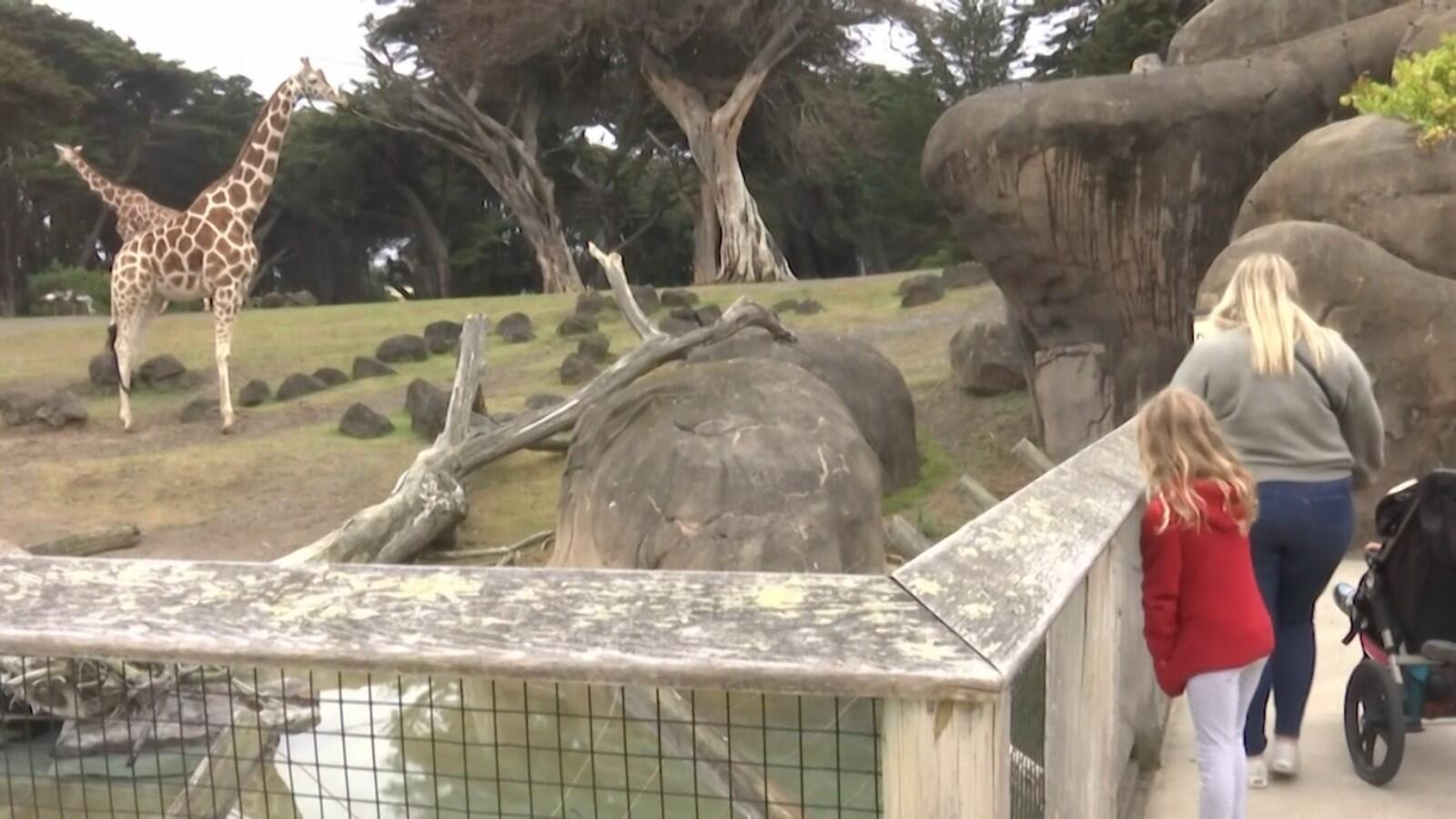 San Francisco Zoo reopens with virus safety rules