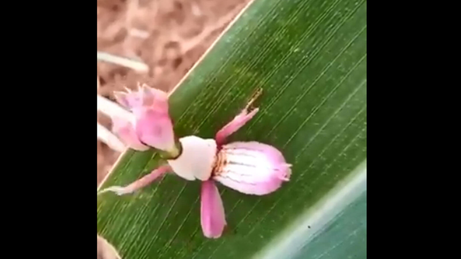 Viral video: Flower or an insect?