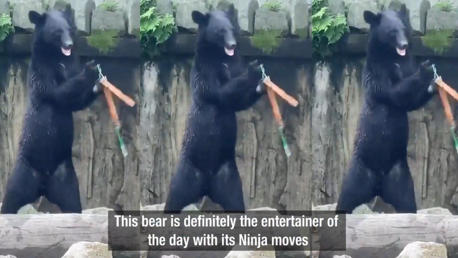 This bear is definitely the entertainer of the day with its Ninja moves