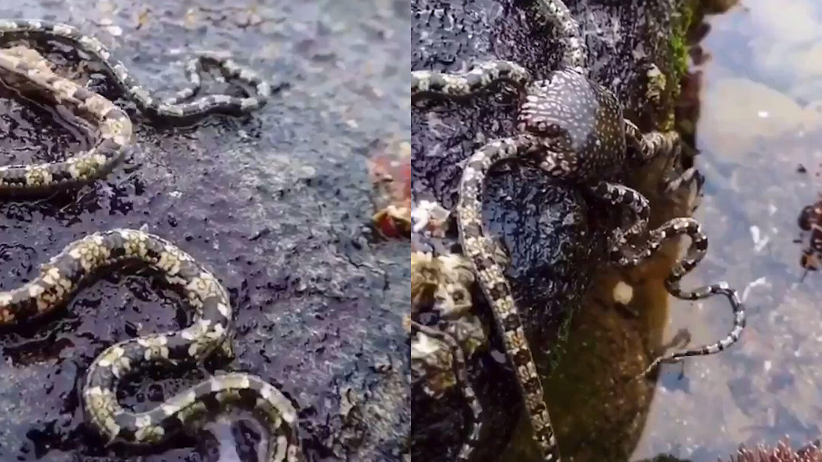 Viral video: Arms like snakes, have you seen this creature?