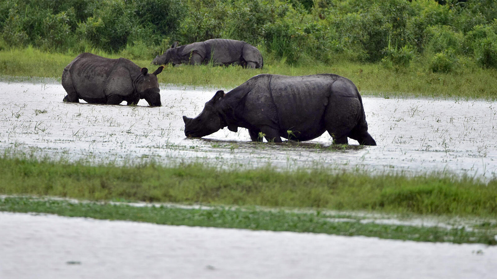 Watch: Wild animals wade through flood water in Kaziranga National Park
