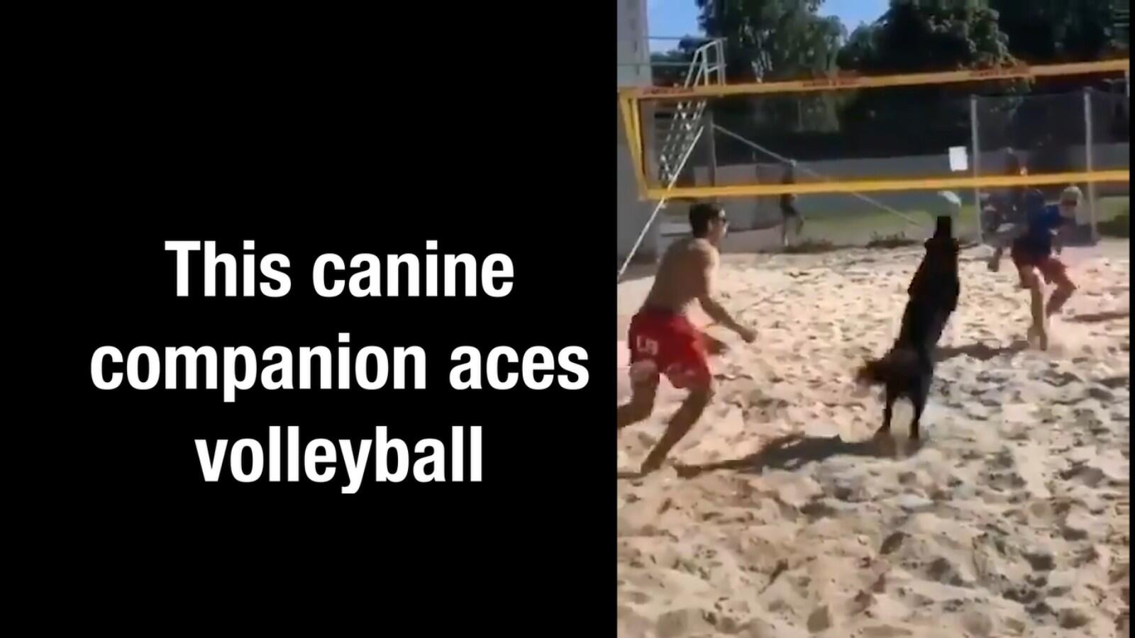 This canine companion aces volleyball