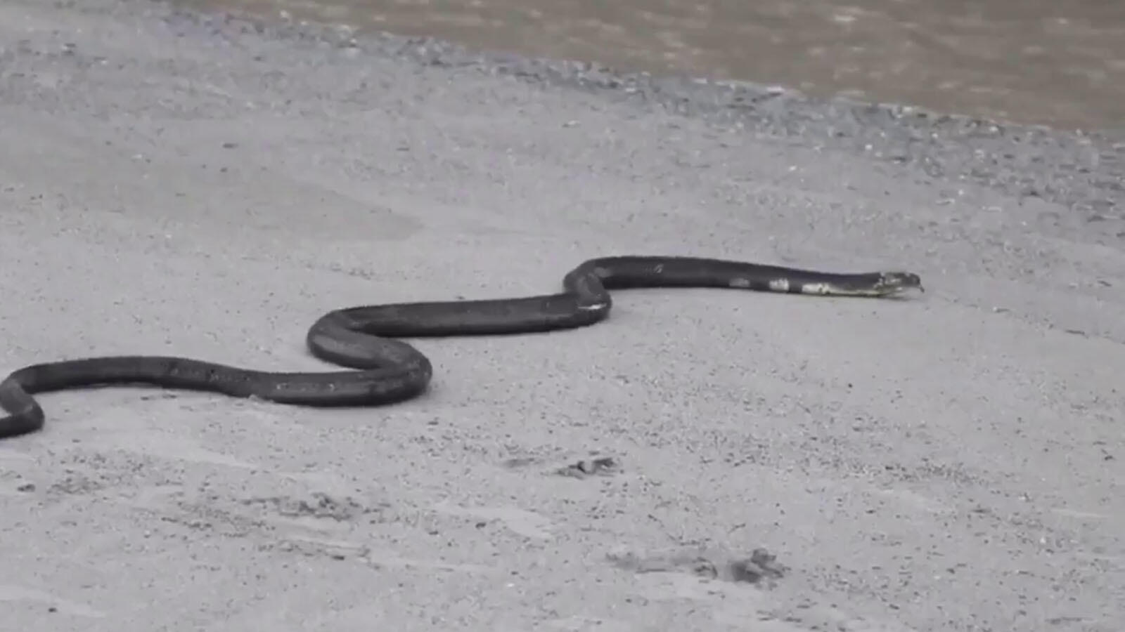 This cobra's languid moves can make your heart skip a beat