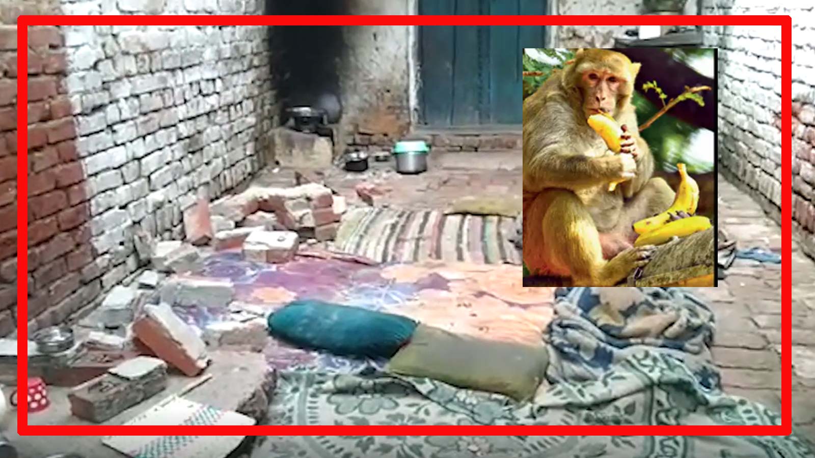UP: House wall collapses after violently shaken by monkeys; woman and ...