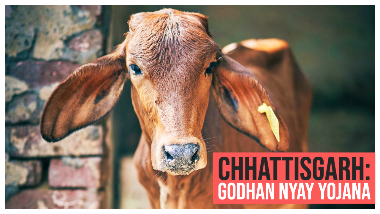 Godhan Nyay Yojana: First-of-its-kind scheme launched in Chhattisgarh